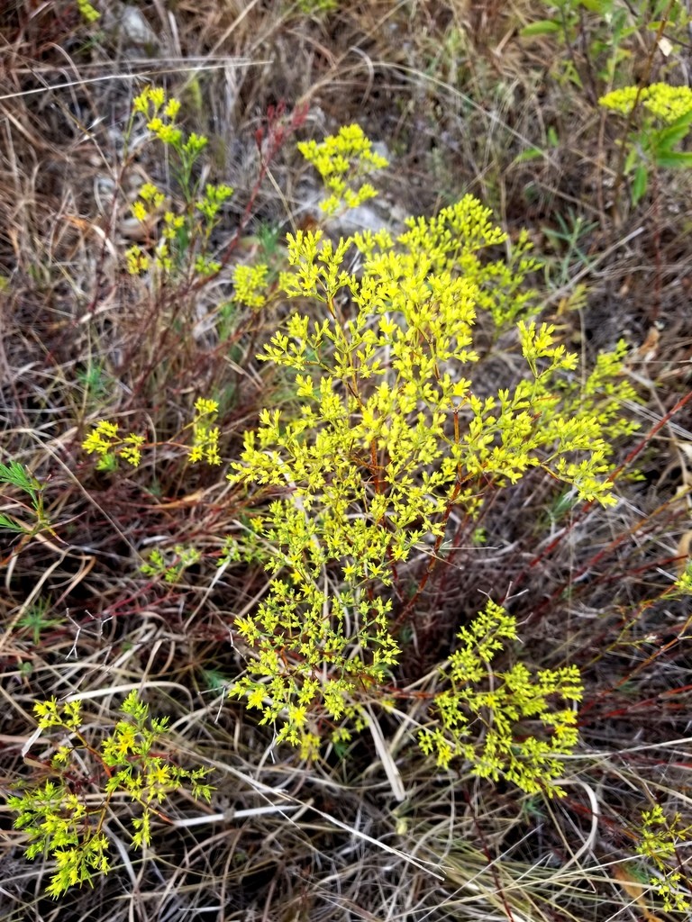 Paronychia virginica - PictureThis