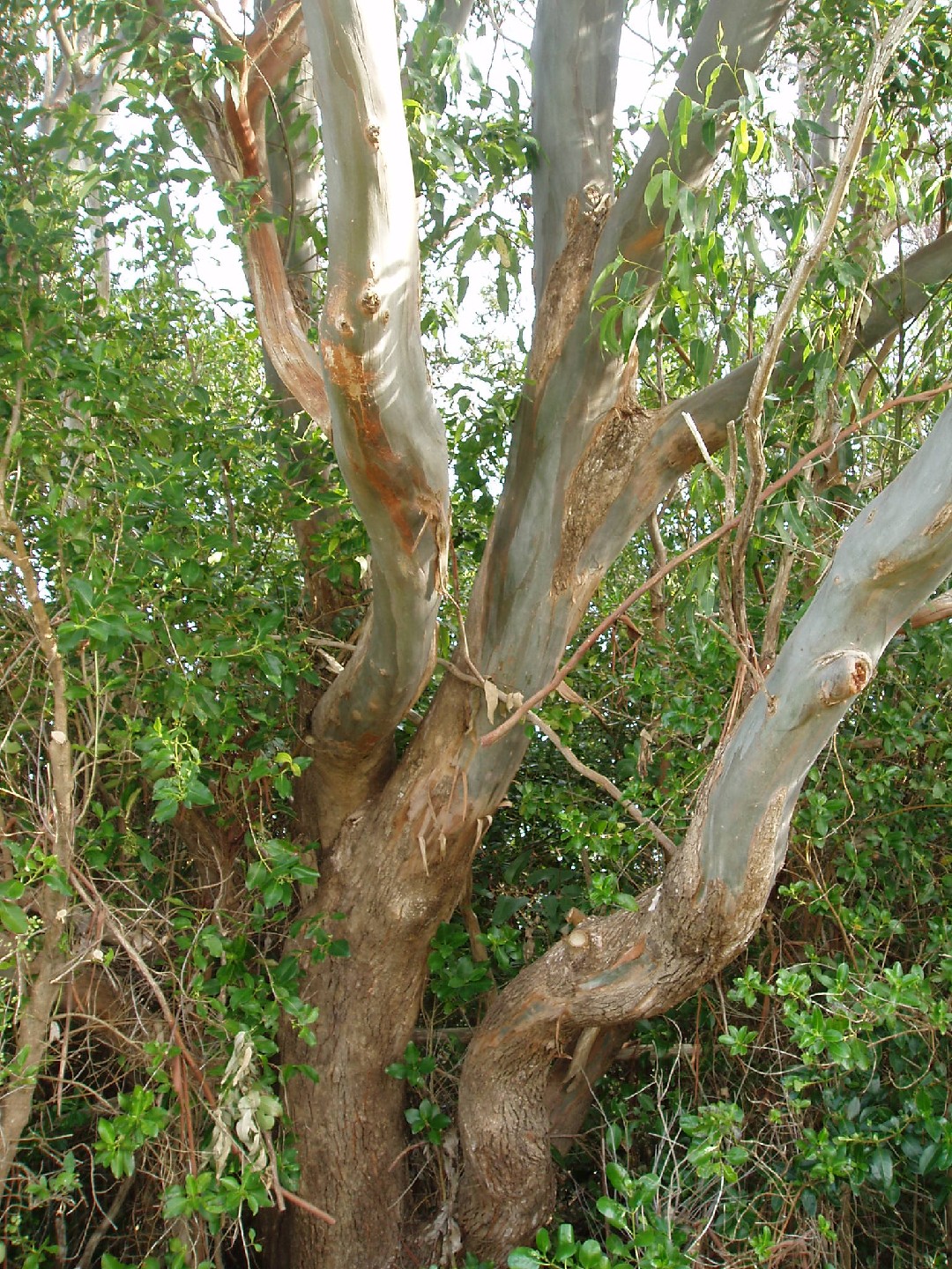 Eucalipto saligna (Eucalyptus saligna) - PictureThis