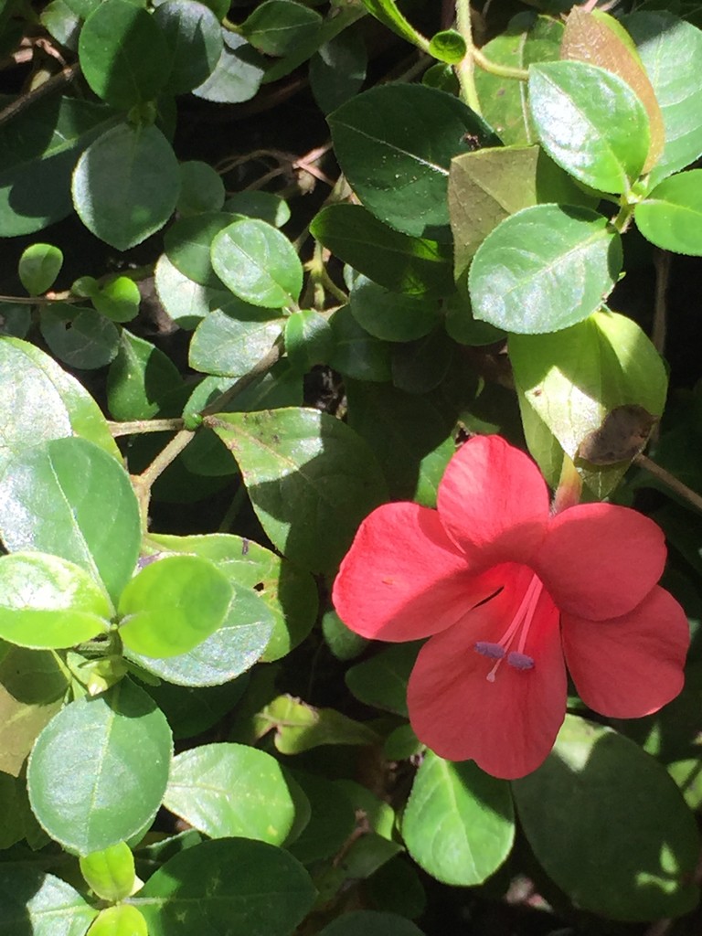 Barleria repens - PictureThis