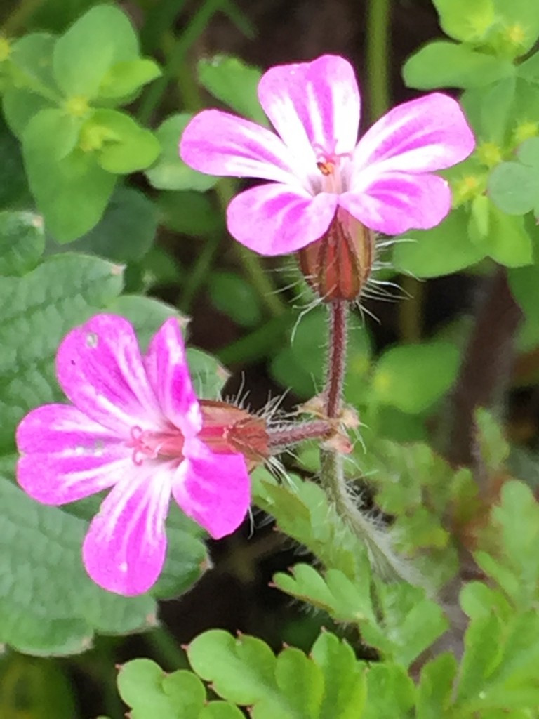 Geranios (Geranium) - PictureThis