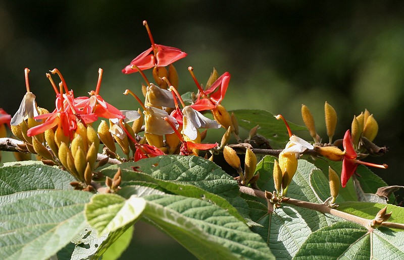 Helicteres isora - PictureThis