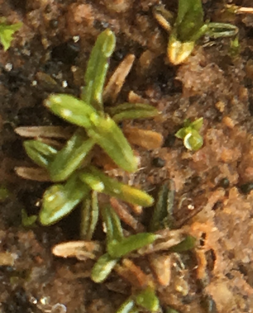 Aloina aloides Cuidados (Plantando, Fertilizantes, Enfermedades ...