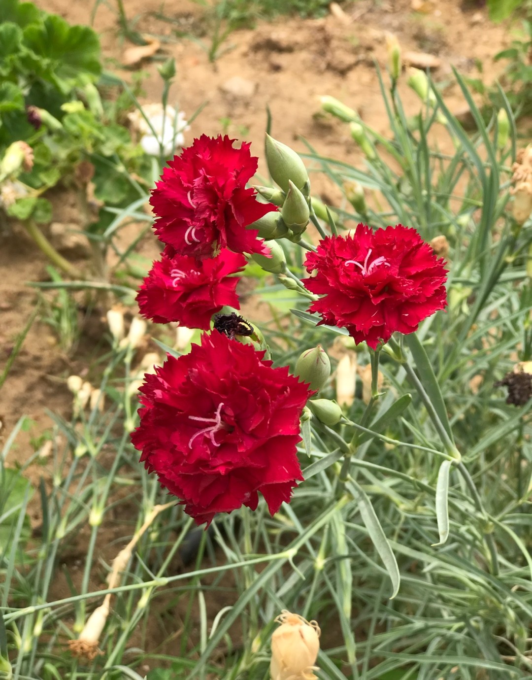 Dianthus - PictureThis