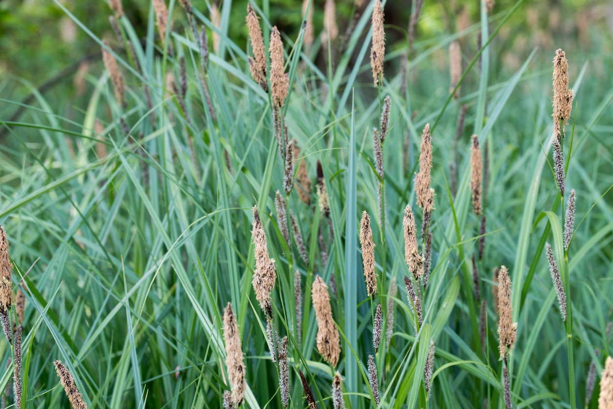 True sedges Care (Watering, Fertilize, Pruning, Propagation) - PictureThis