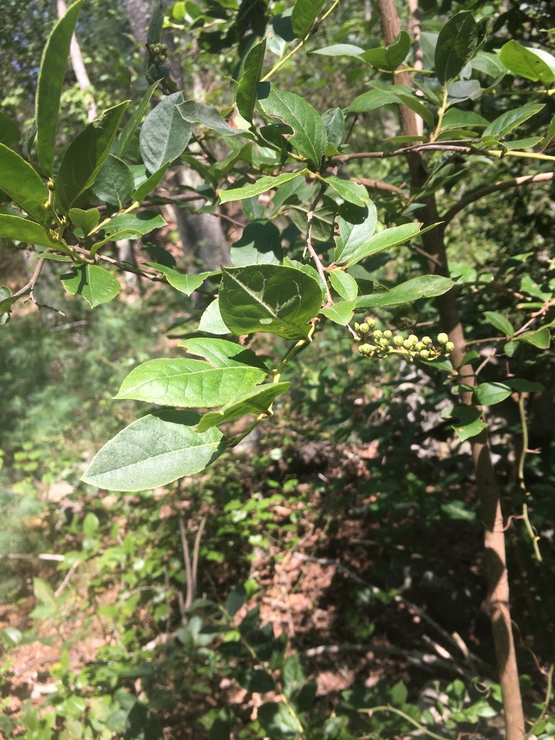 Maleberry (Lyonia ligustrina) Flower, Leaf, Care, Uses - PictureThis