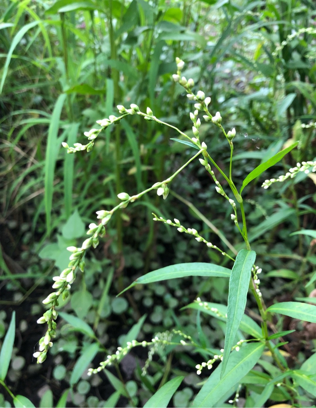 Persicaria punctata - PictureThis