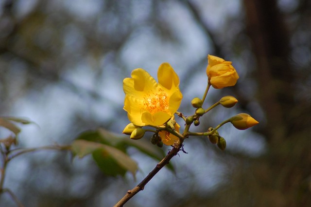 Silk-cotton tree (Cochlospermum religiosum) Flower, Leaf, Care, Uses ...