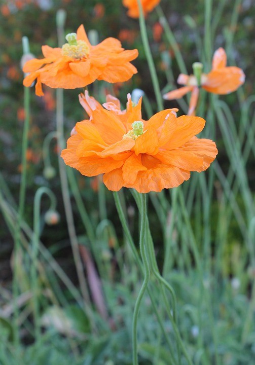 Atlas mohn (Papaver atlanticum) - PictureThis