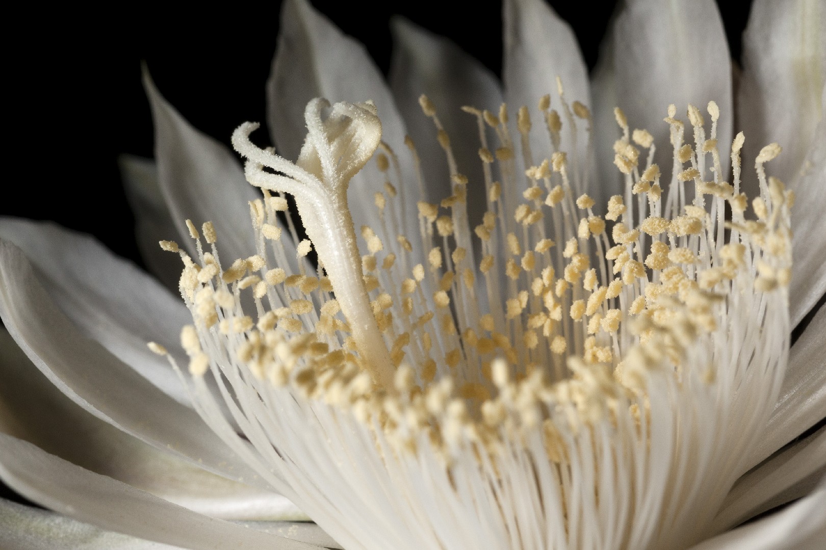 Peniocereus greggii - PictureThis