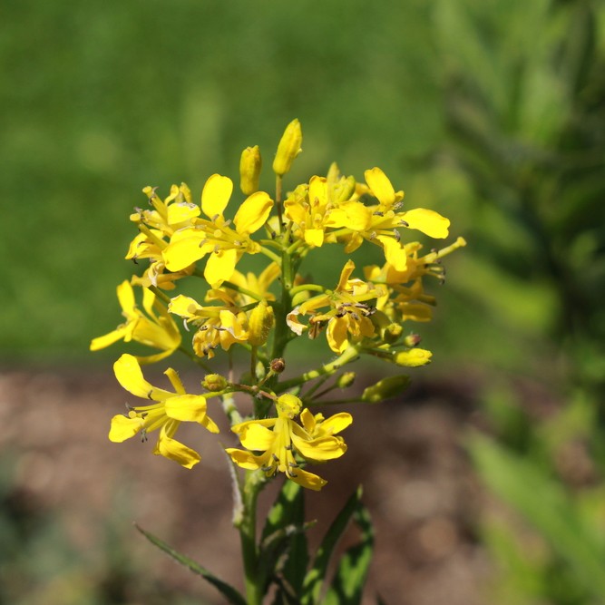 Mostacilla alta (Sisymbrium altissimum) - PictureThis