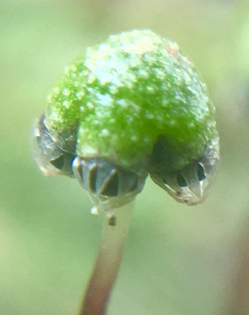 Asterella Flower, Leaf, Care, Uses - PictureThis