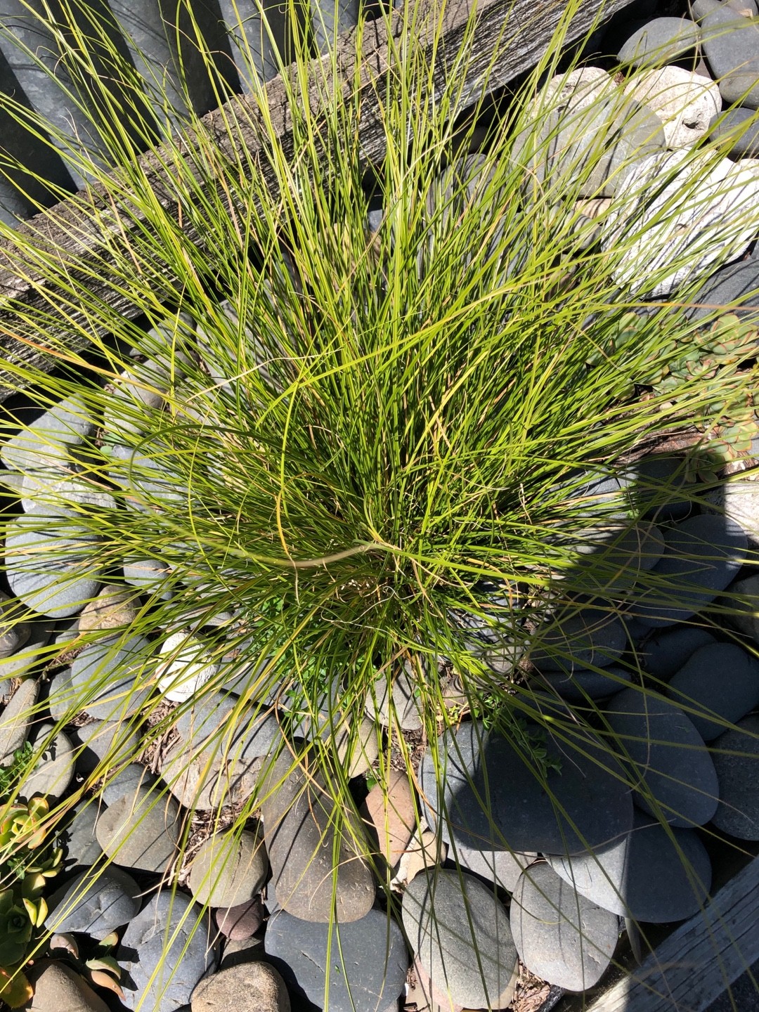 Carex davalliana - PictureThis