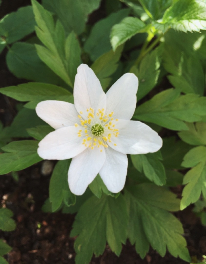 Anémona de bosque (Anemone nemorosa) - PictureThis