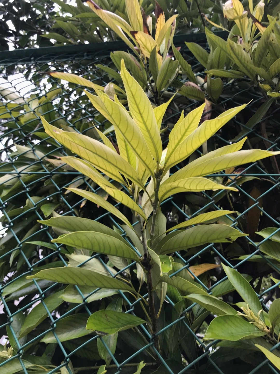 Lithocarpus henryi - PictureThis