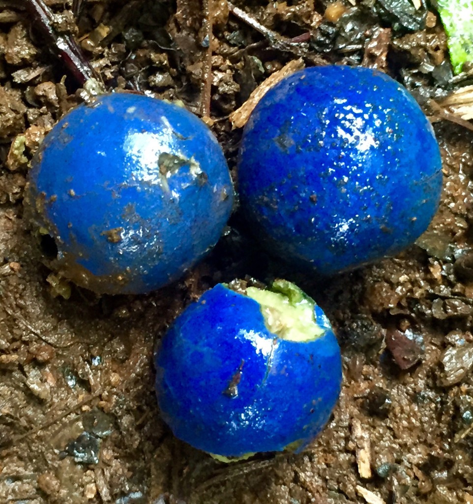 球果杜英 (Elaeocarpus angustifolius) 照顧，種植，繁殖，開花時間 - PictureThis