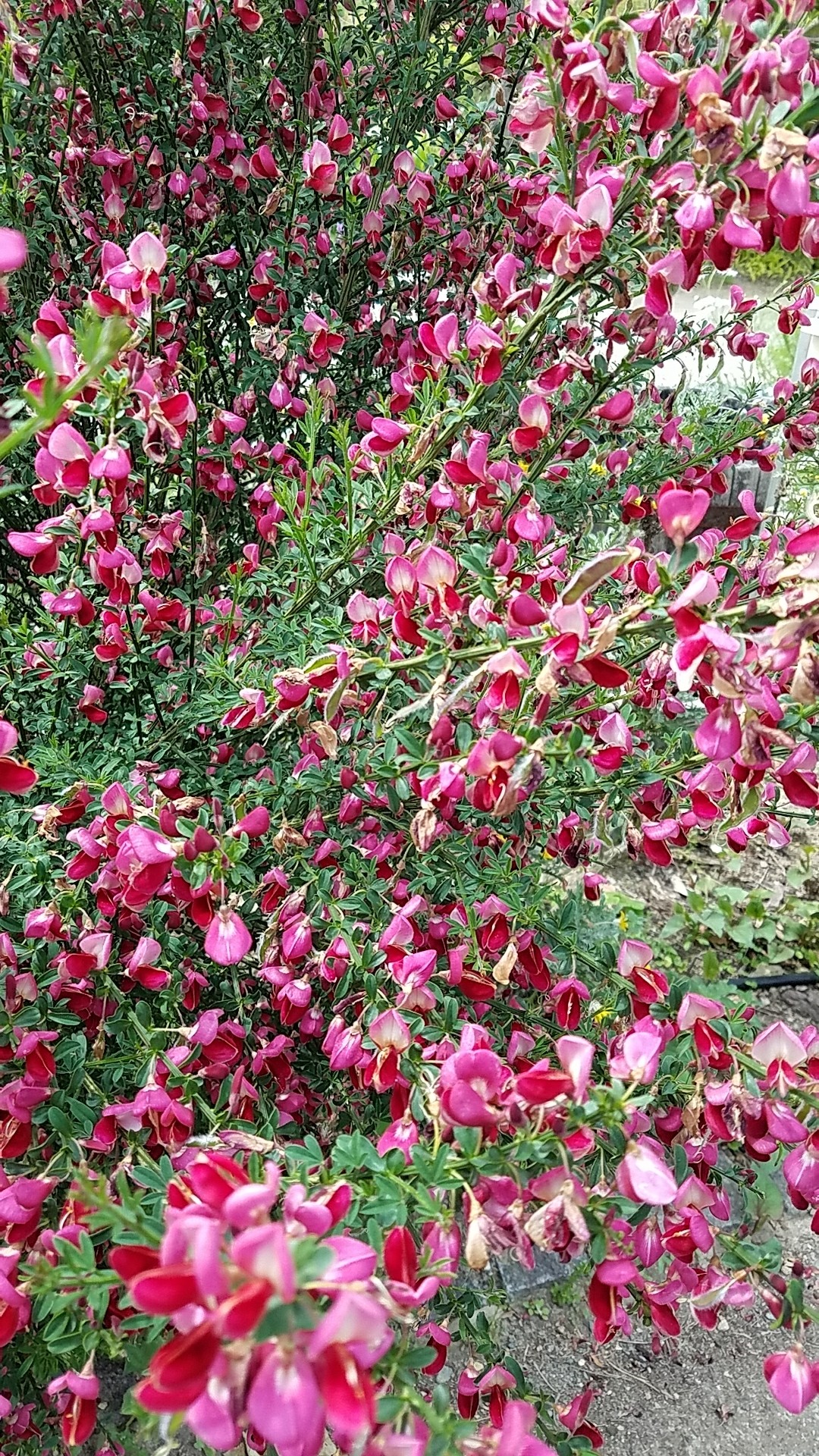 Cytisus scoparius 'Burkwoodii' - PictureThis