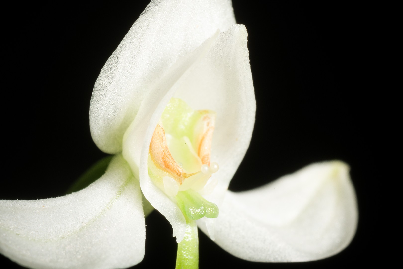 Habenaria linearifolia - PictureThis