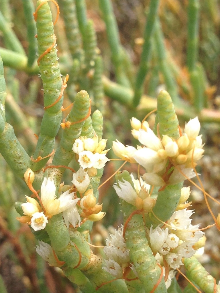 Glassworts (Salicornia) Flower, Leaf, Care, Uses - PictureThis