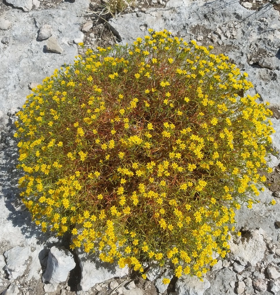 Pectis angustifolia 照顧，種植，繁殖，開花時間 - PictureThis