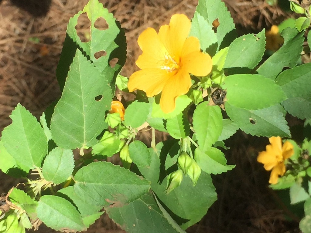 Sida fallax - PictureThis