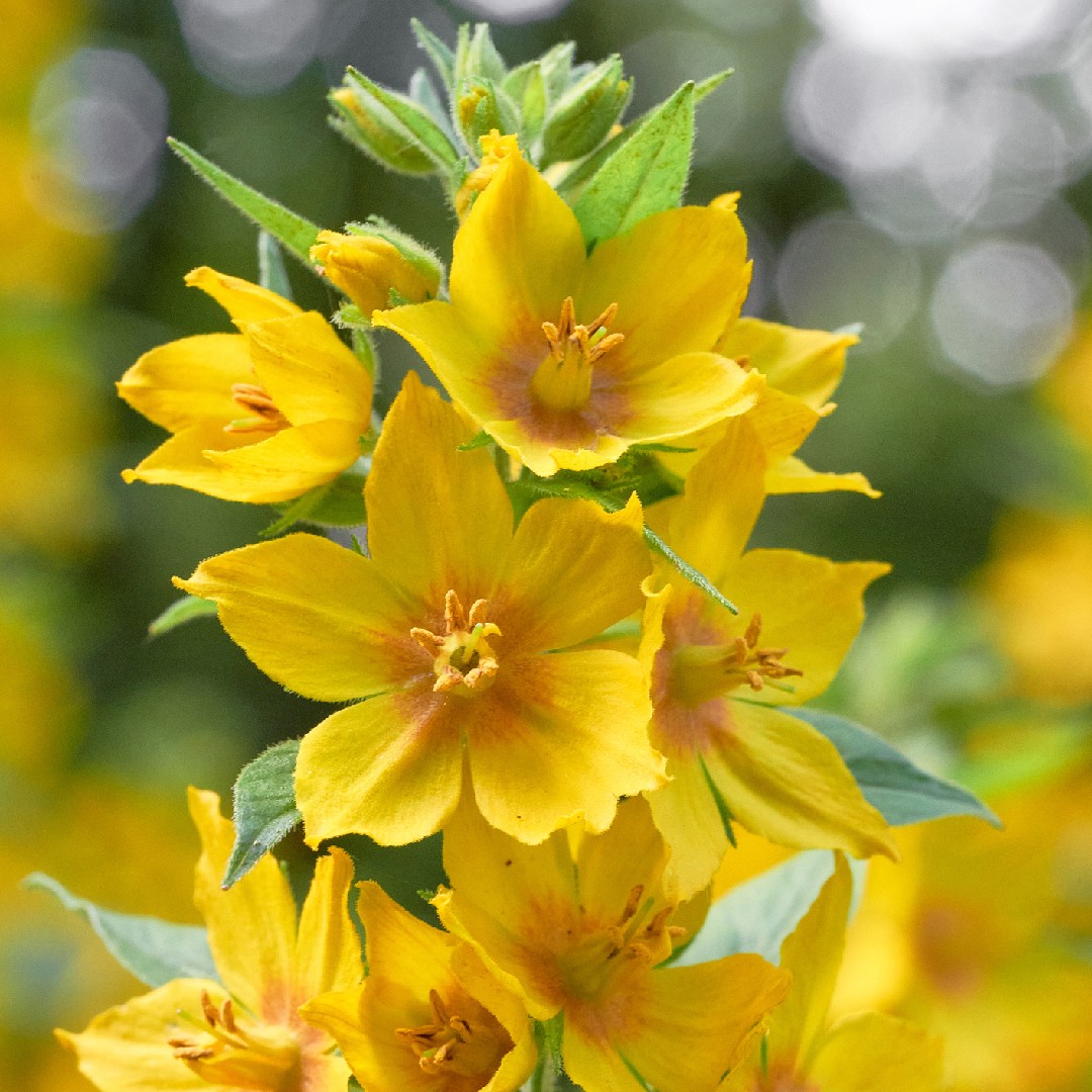 Yellow Loosestrife Invasive