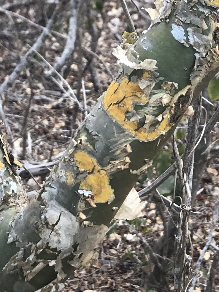 Bursera (Bursera) Flower, Leaf, Care, Uses - PictureThis