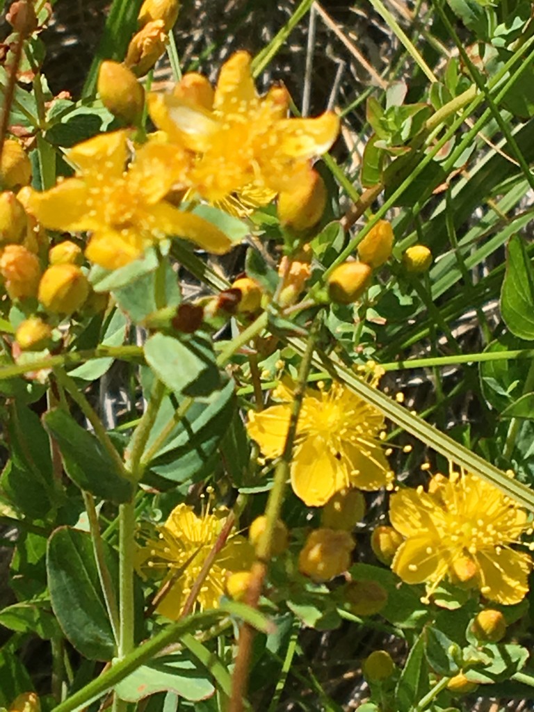 Hypericum scouleri - PictureThis