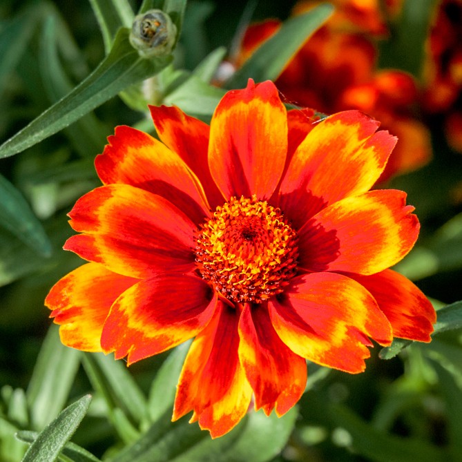 Cinias (Zinnia) - PictureThis