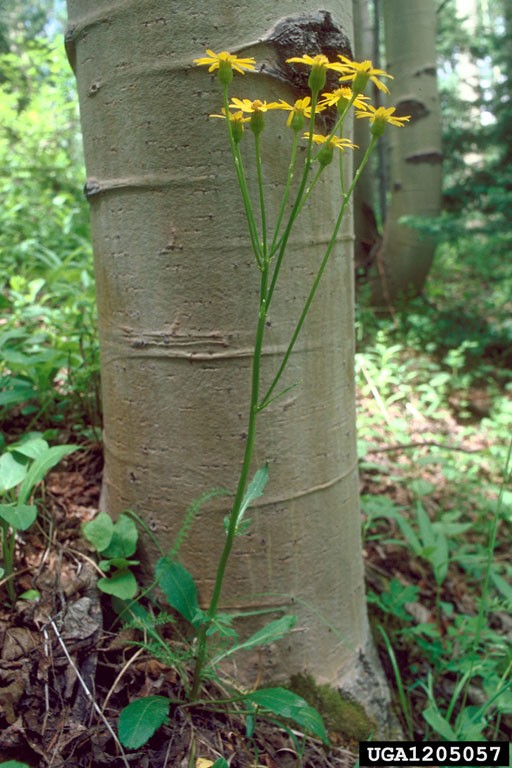 Rocky mountain groundsel (Packera streptanthifolia) Flower, Leaf, Care ...