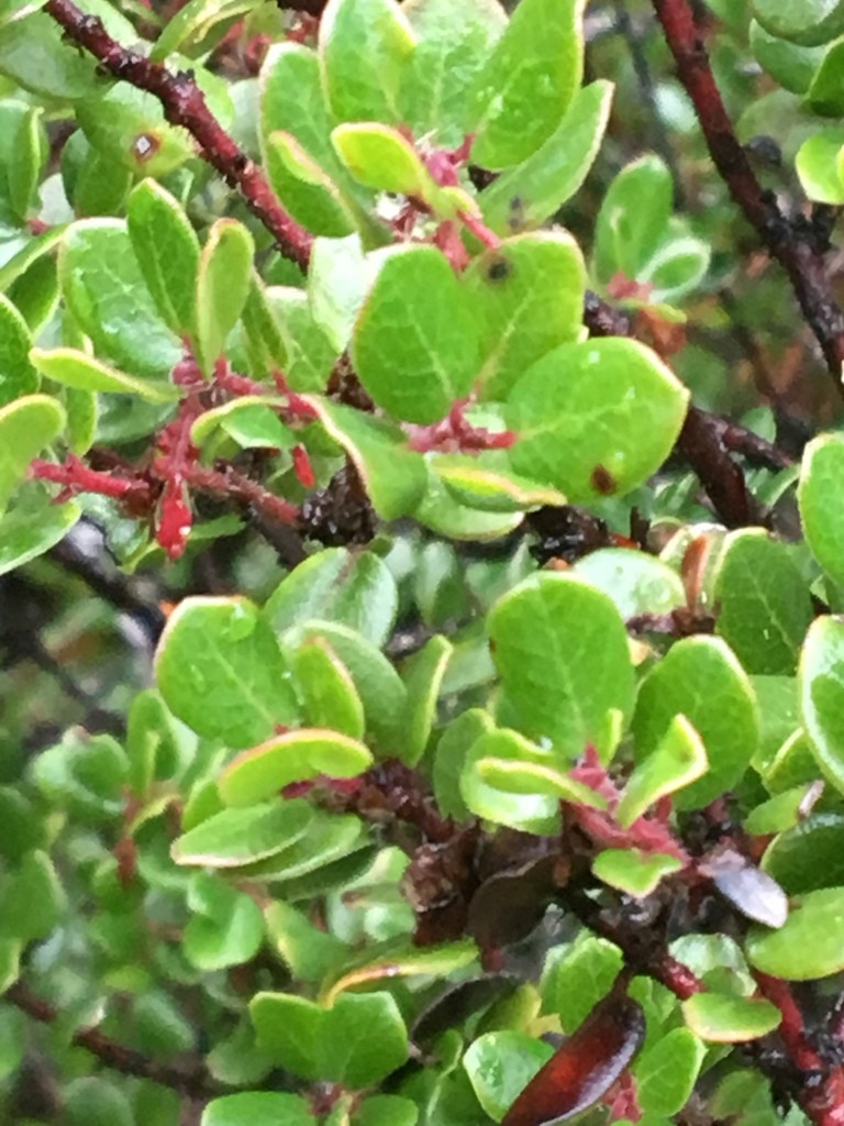 Arctostaphylos nummularia - PictureThis