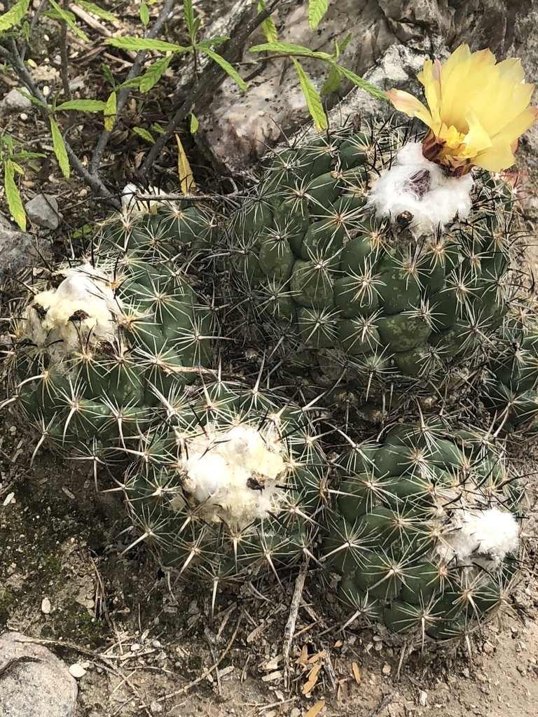 Coryphantha pallida - PictureThis