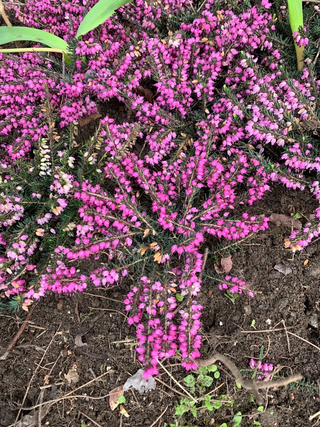 Heidekräuter (Erica) - PictureThis