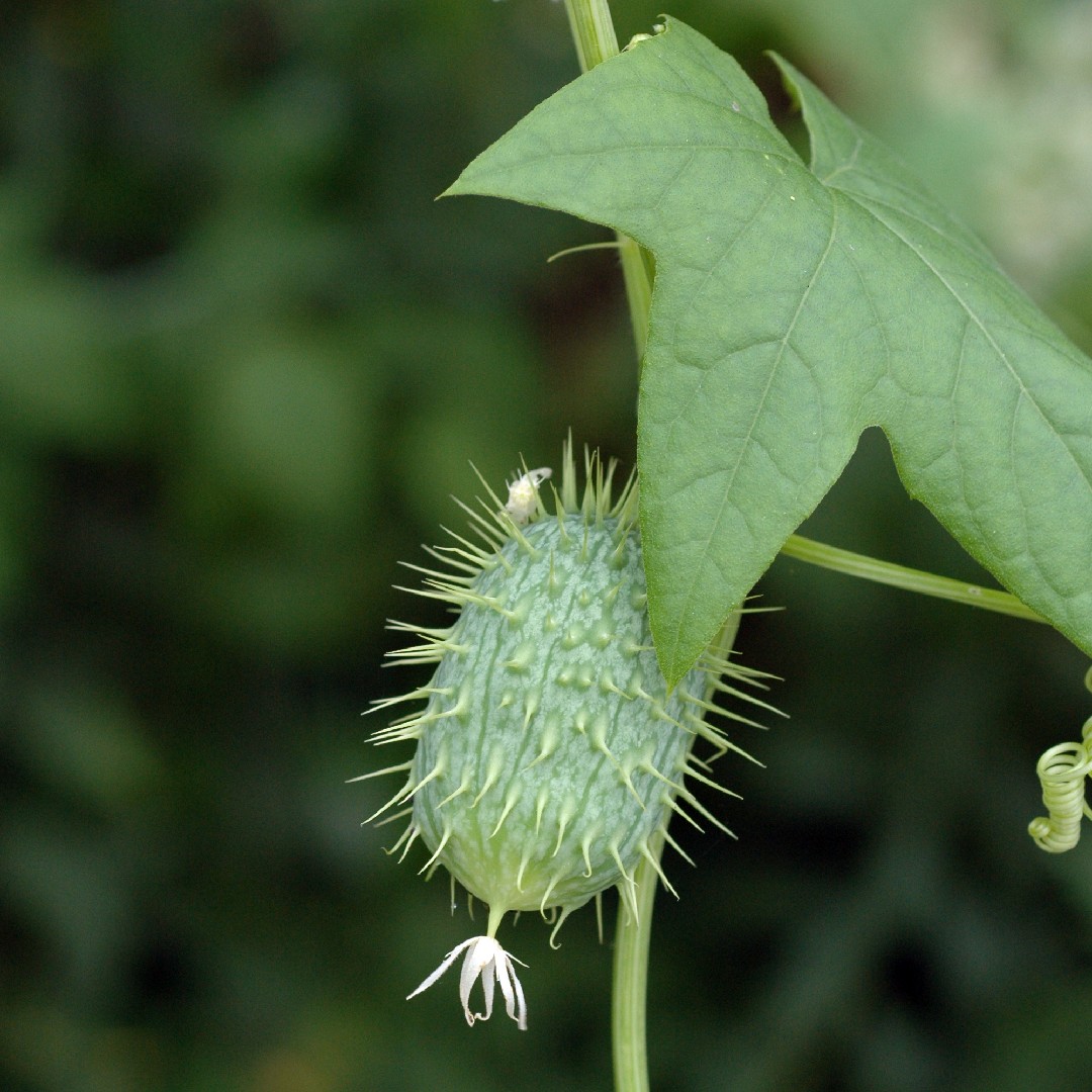 Wild Cucumber Care (Watering, Fertilize, Pruning, Propagation ...