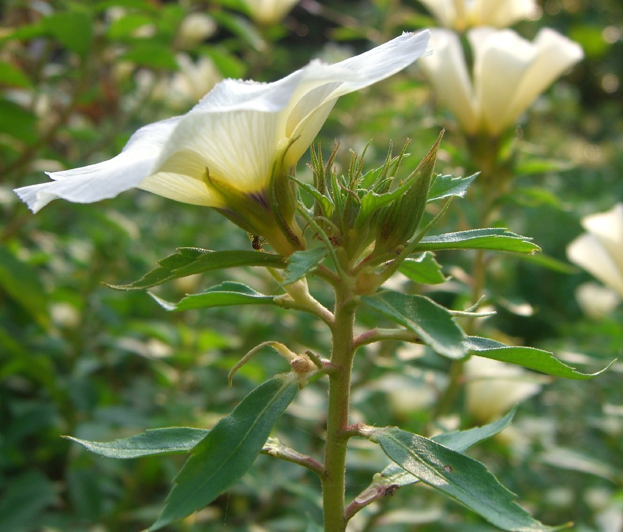 Turnera subulata - PictureThis