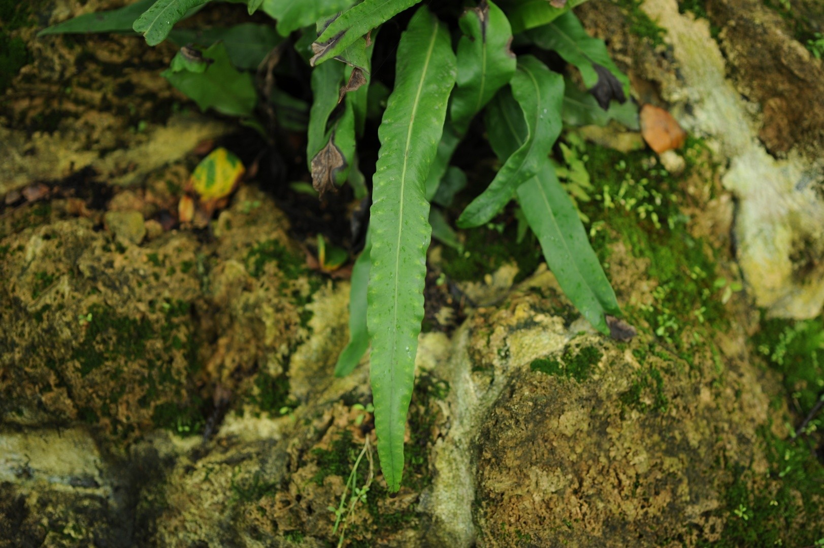 Lepisorus macrosphaerus - PictureThis