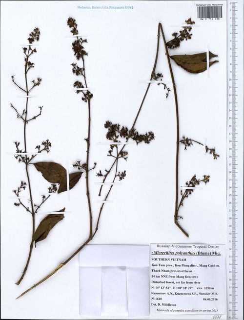 Micrechites Care (Watering, Fertilize, Pruning, Propagation) - PictureThis