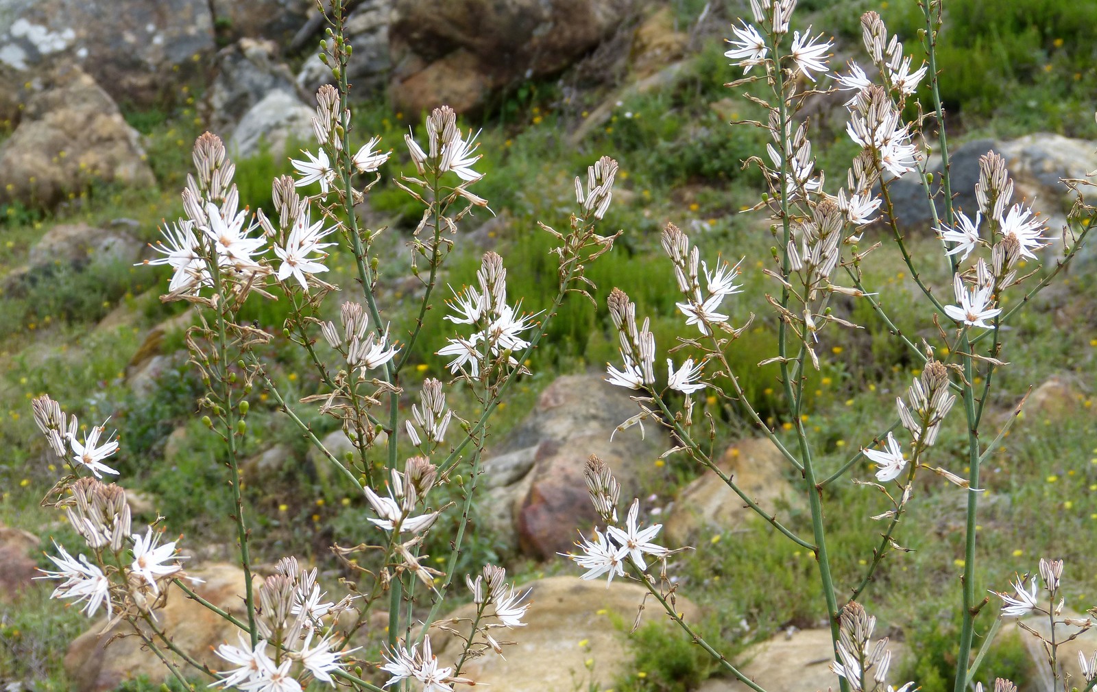 Summer asphodel (Asphodelus aestivus) Flower, Leaf, Care, Uses ...