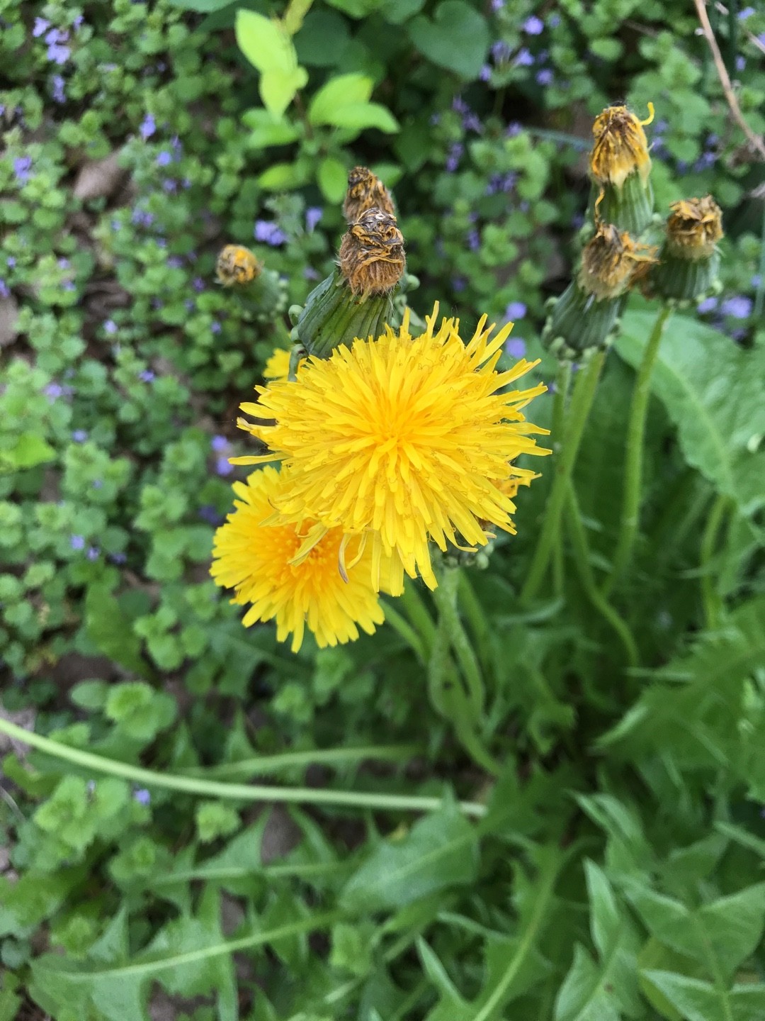 Sonchus wightianus - PictureThis