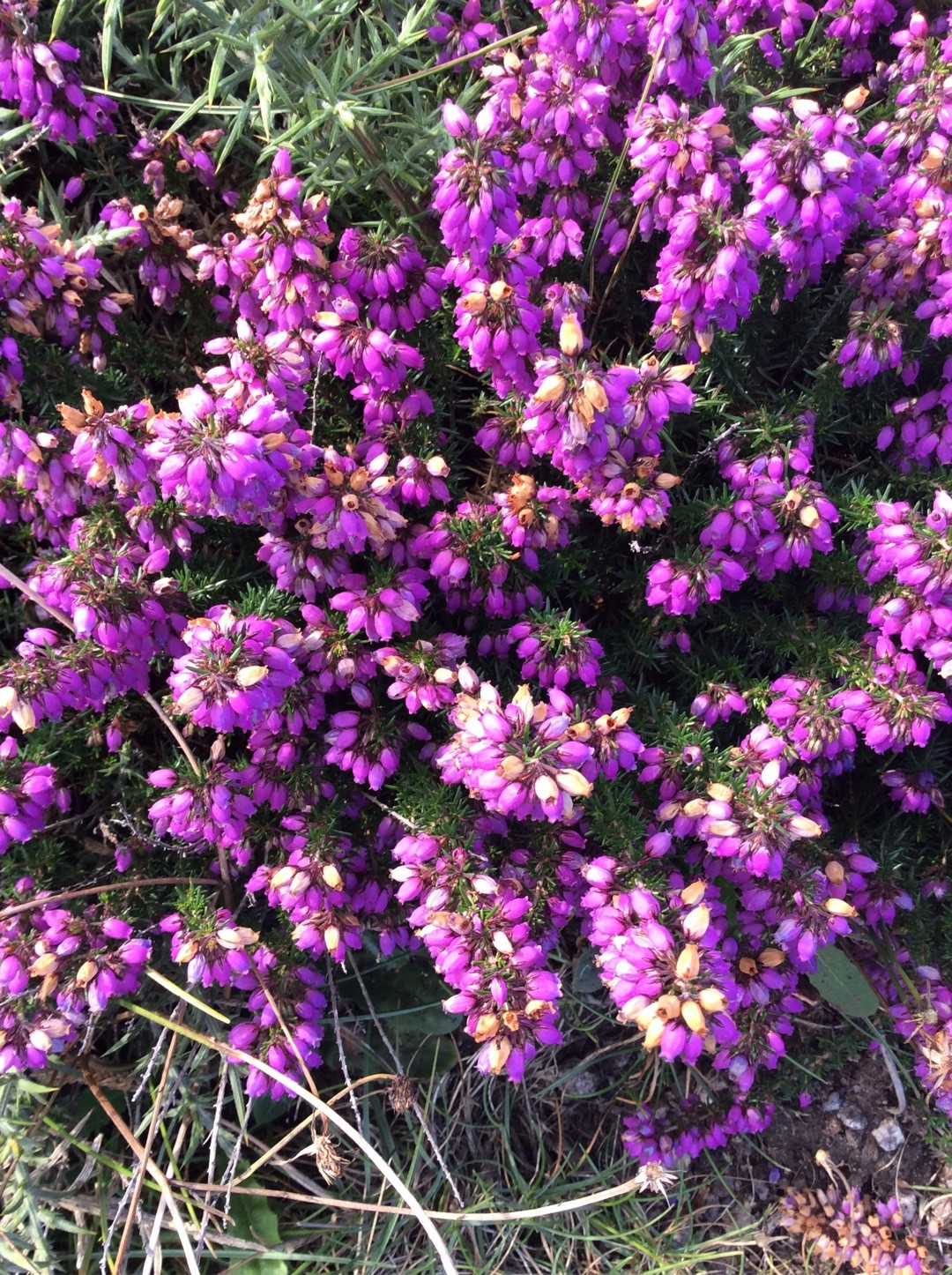 Erica cinerea 'Cevennes' 花言葉，毒性，よくある質問 - PictureThis