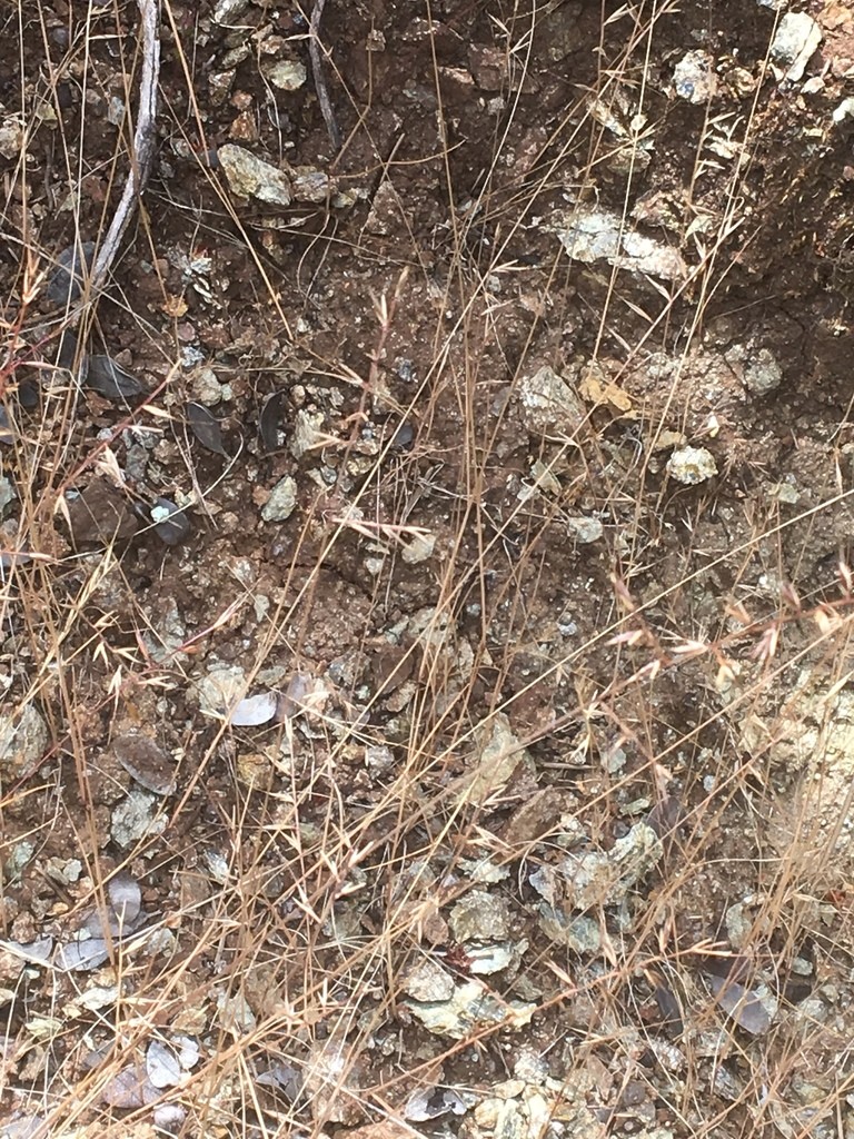 Vulpia microstachys - PictureThis