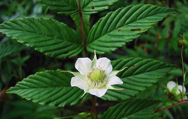Rubus fraxinifolius - PictureThis