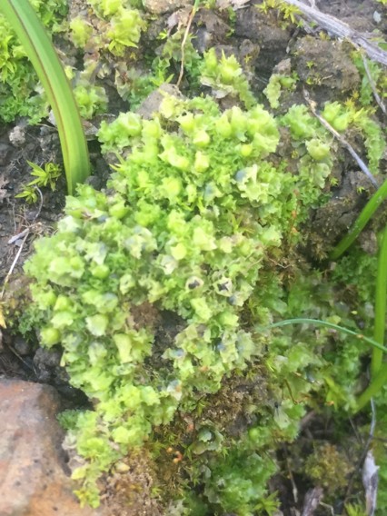 Fossombroniaceae Flower, Leaf, Care, Uses - PictureThis