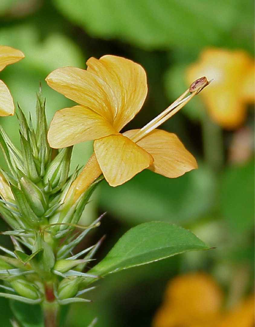 Porcupine flower (Barleria prionitis) Flower, Leaf, Care, Uses ...