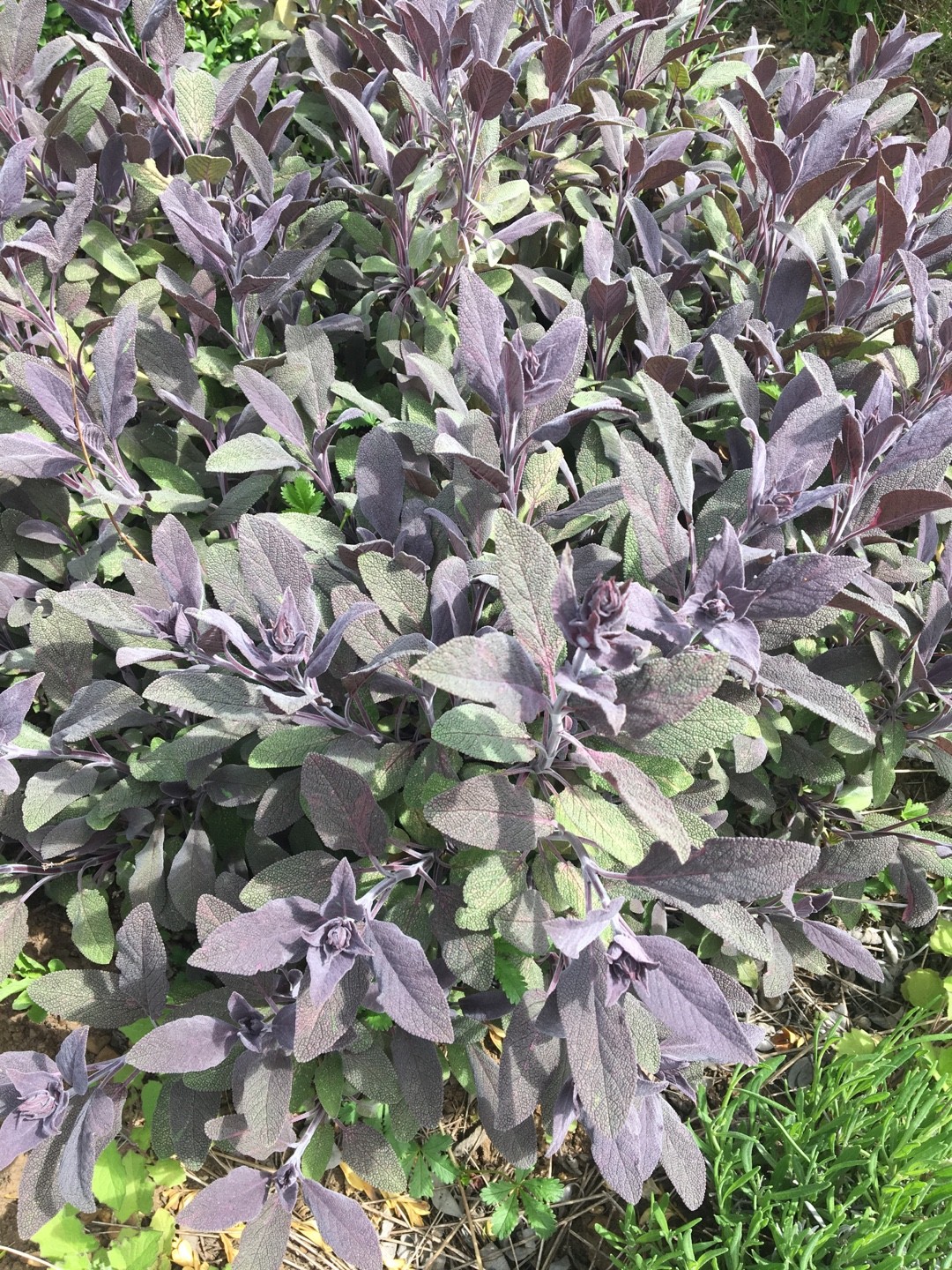 Salvia officinalis 'Purpurascens' 花言葉，毒性，よくある質問 - PictureThis