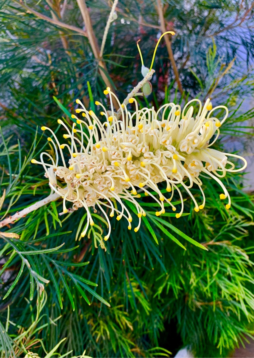 Grevillea 'Moonlight' - PictureThis
