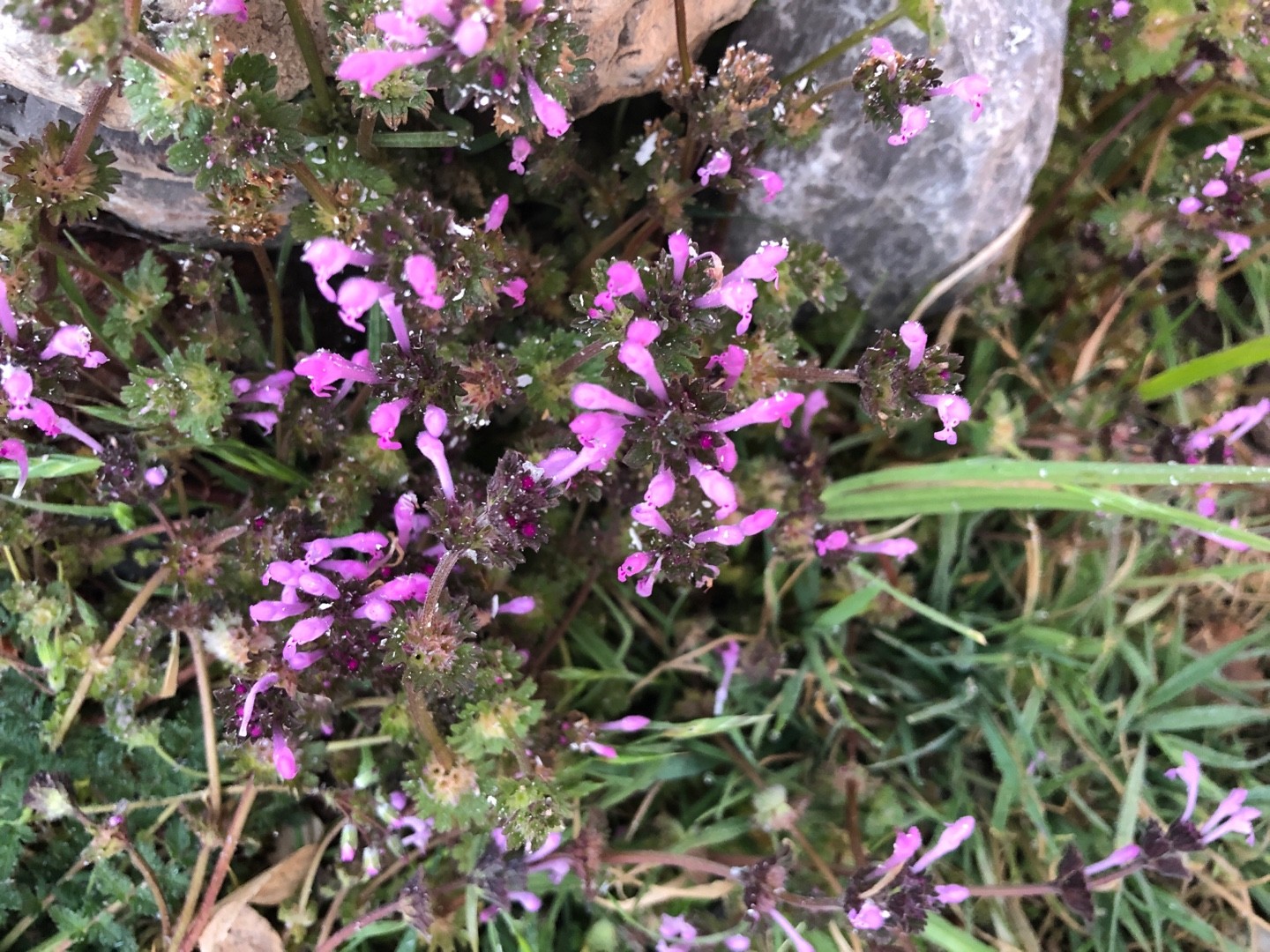 Pedicularis Care (Watering, Fertilize, Pruning, Propagation) - PictureThis