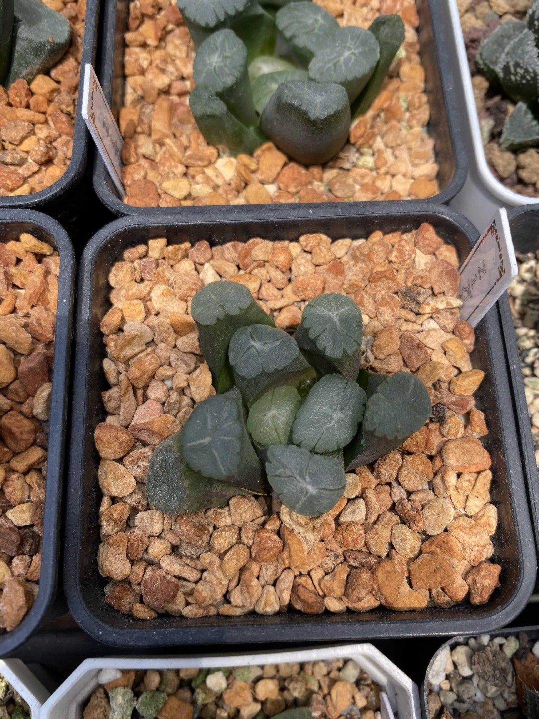 Maughan's haworthia (Haworthia truncata var. maughanii) Flower, Leaf ...