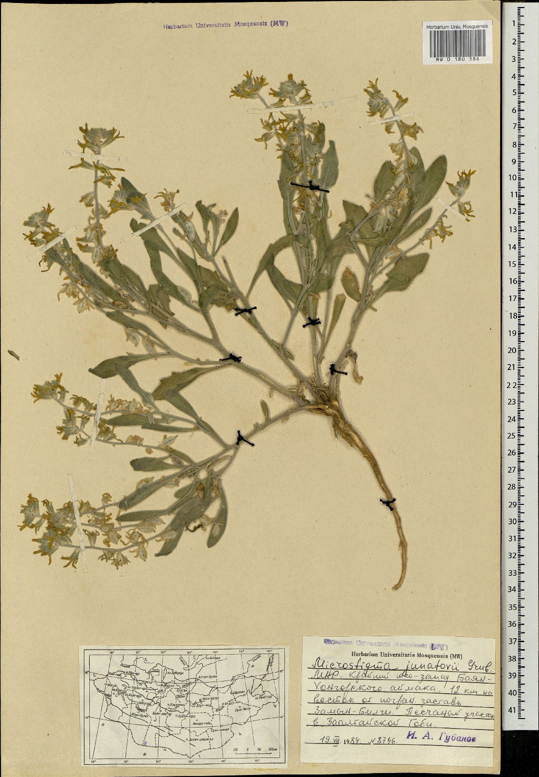 Microstigma brachycarpum - PictureThis