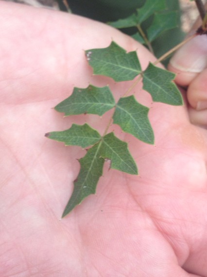 Texas barberry (Berberis swaseyi) Flower, Leaf, Care, Uses - PictureThis