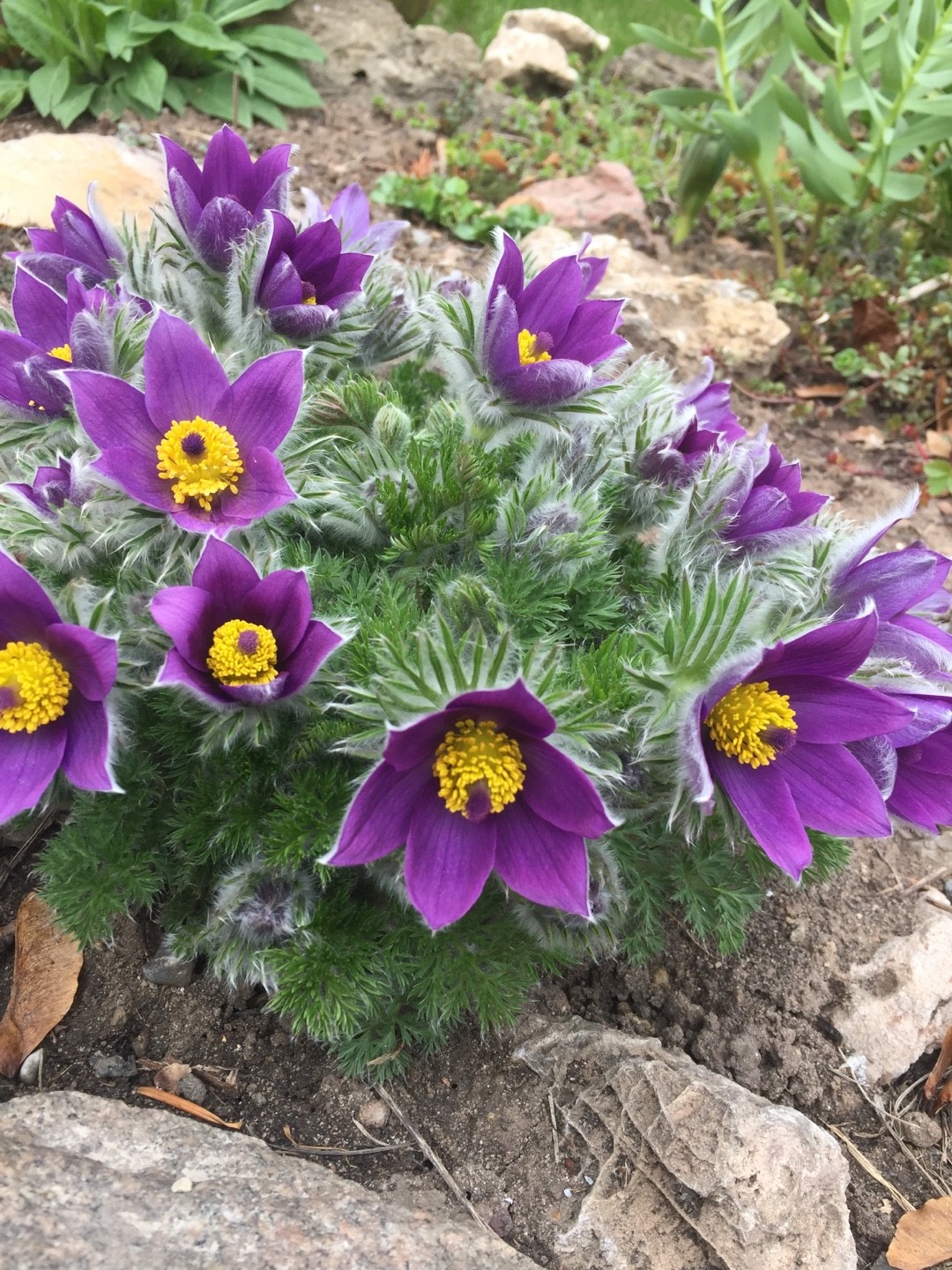 Pasque flowers (Pulsatilla) Flower, Leaf, Care, Uses - PictureThis